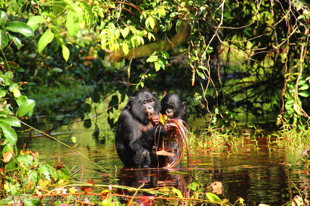 Bonobo Communication: Insights into Animal Language Evolution